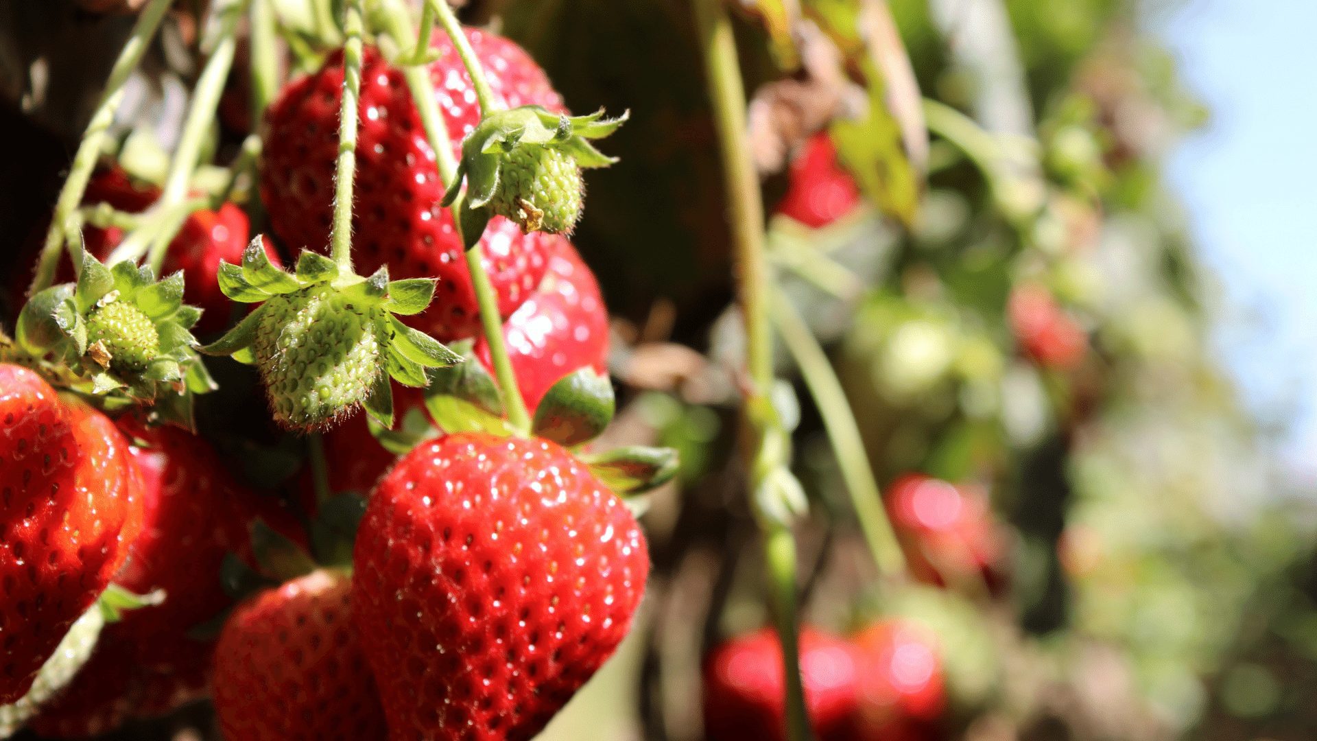 The City of Santa Maria | Join Santa Maria PD